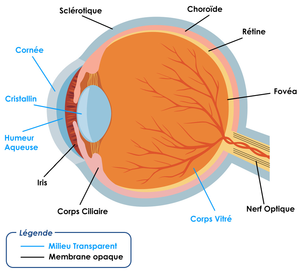 Perception visuelle